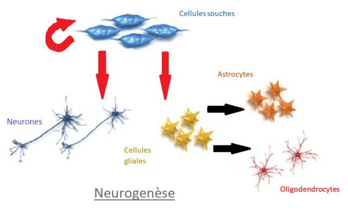 Les neuromythes : plus de neurogenèse à l'âge adulte - Pensée Artificielle