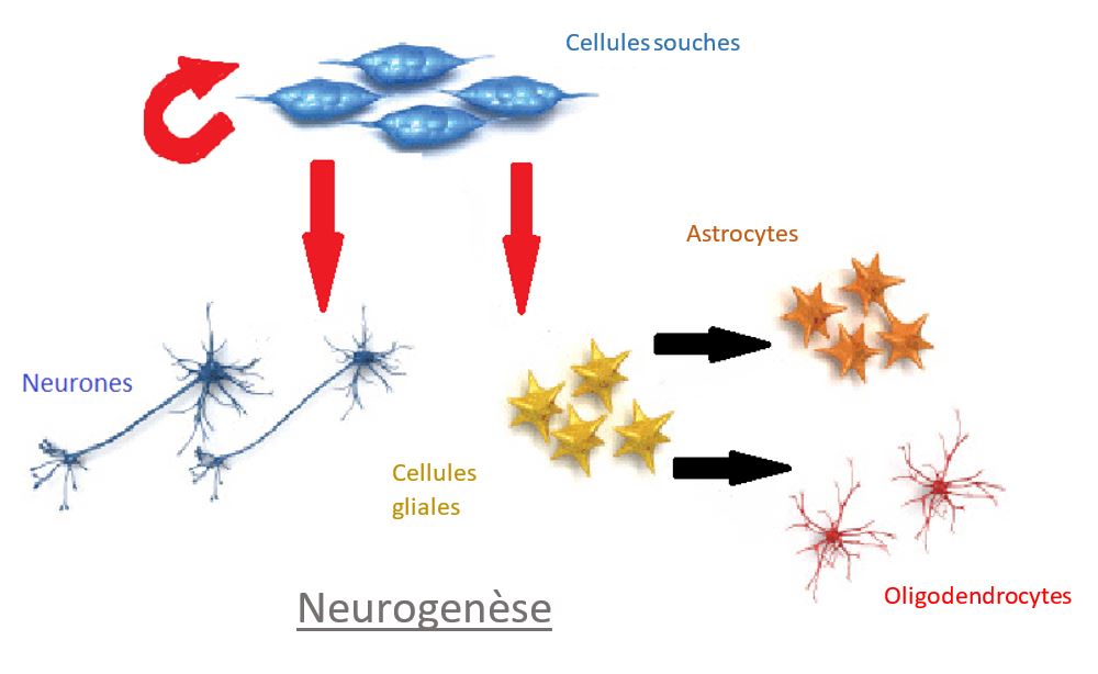 Les neuromythes : plus de neurogenèse à l'âge adulte - Pensée Artificielle
